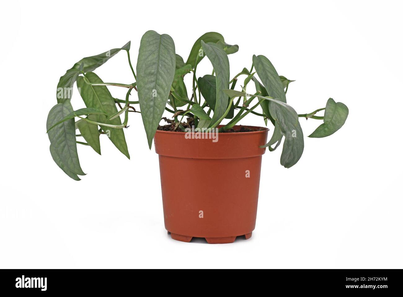 Tropical 'Epipremnum Pinnatum Cebu Blue' houseplant with silver-blue ...