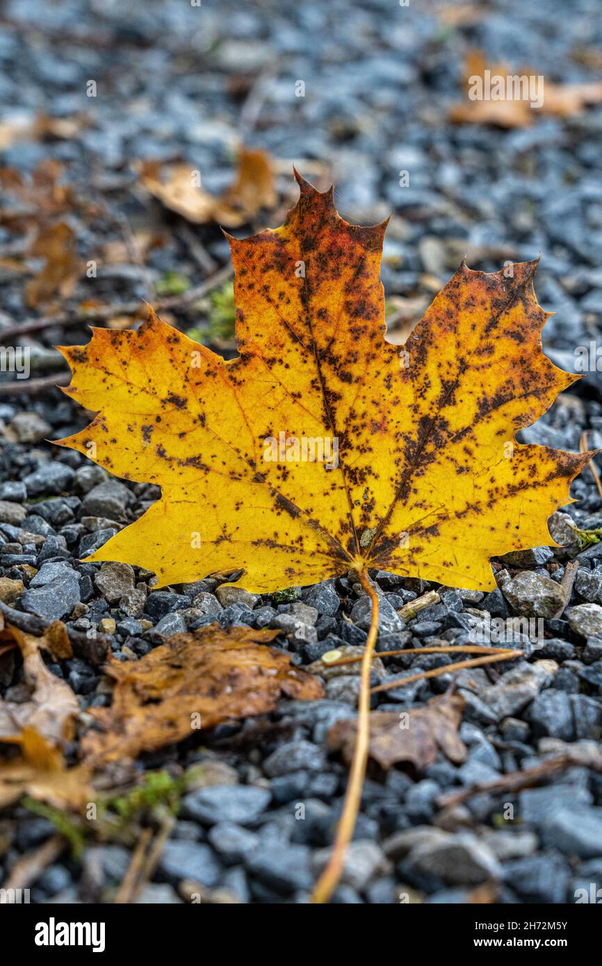 Golden leaf on the ground of the woodland lane Stock Photo - Alamy