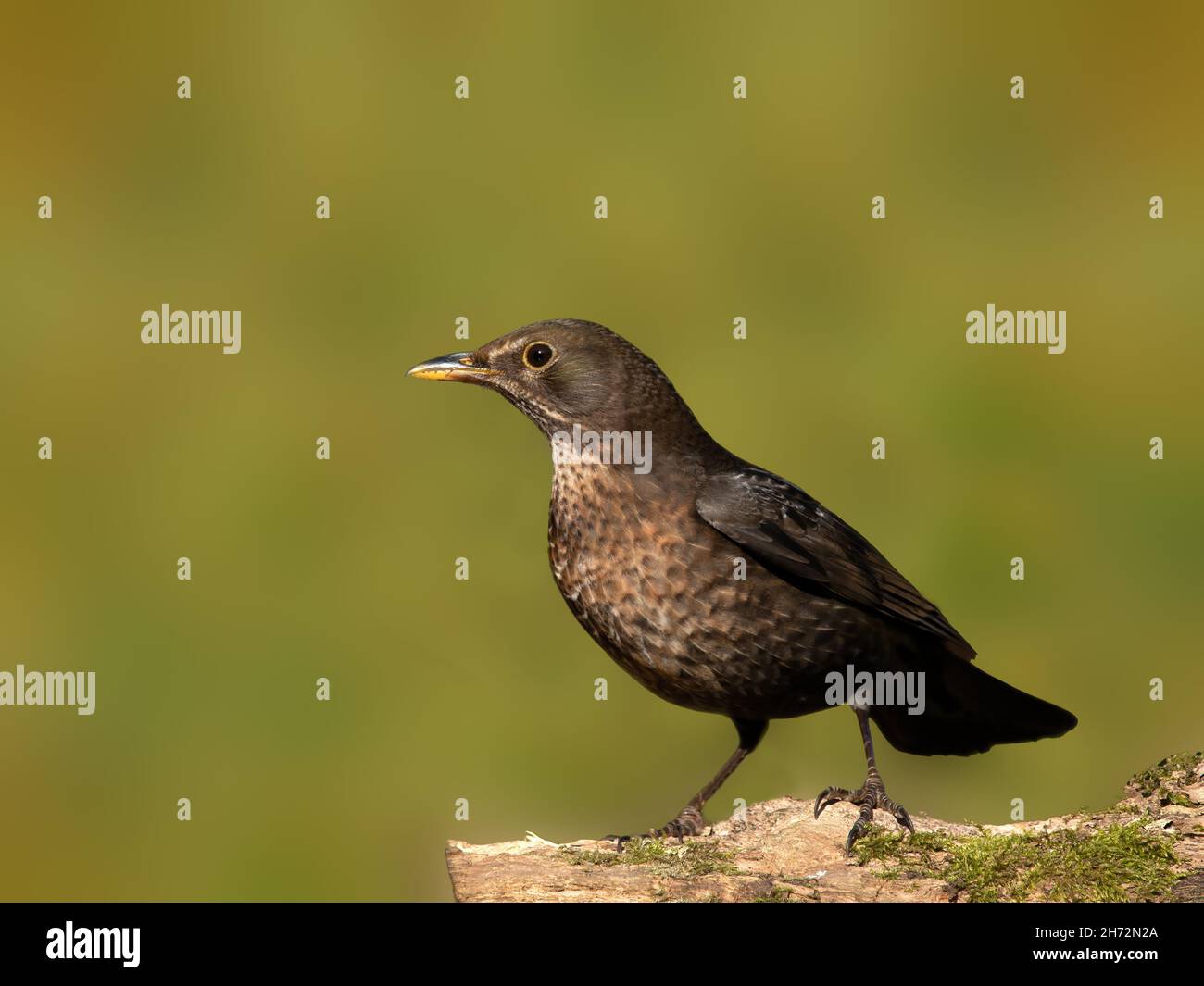 Adult female Blackbird (Turdus merula) on the ground against diffused ...