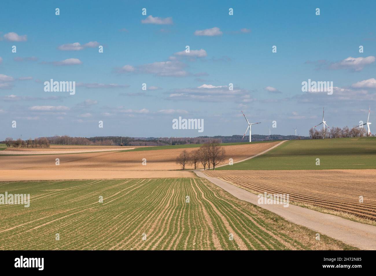 Big green fields of fertile soil and green grain and the blue sky with ...