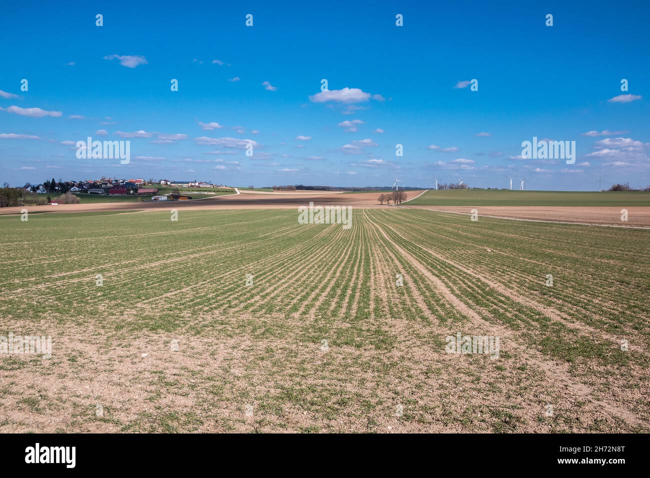 Big green fields of fertile soil and green grain and the blue sky with ...