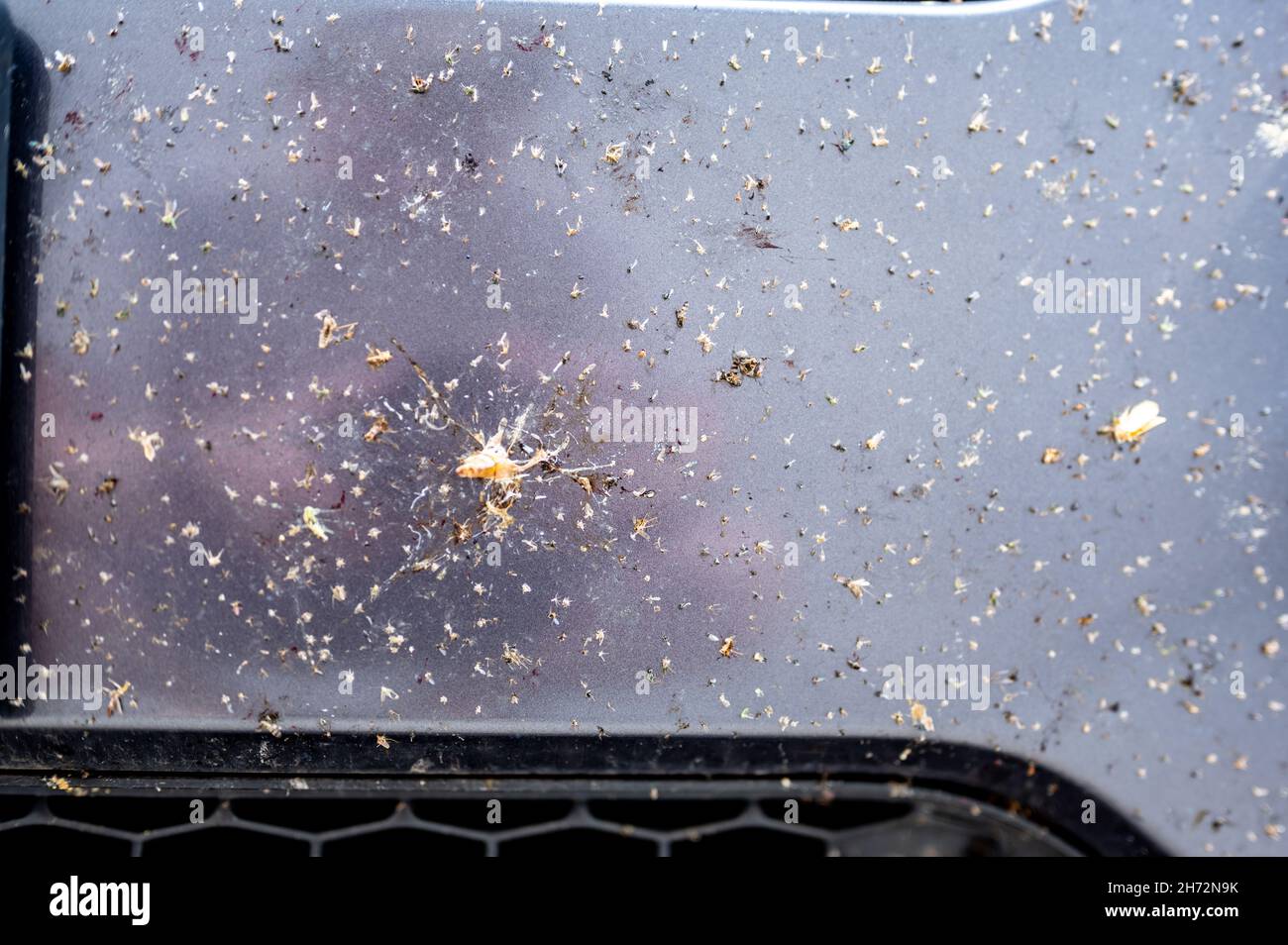 Dead insect on a car hi-res stock photography and images - Alamy