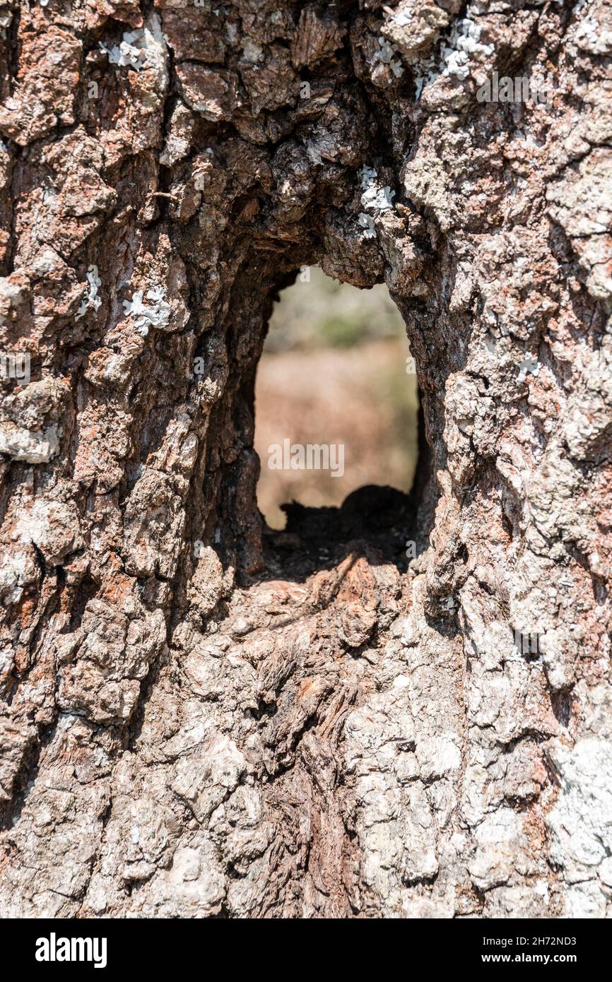 View through old wooden hi-res stock photography and images - Alamy