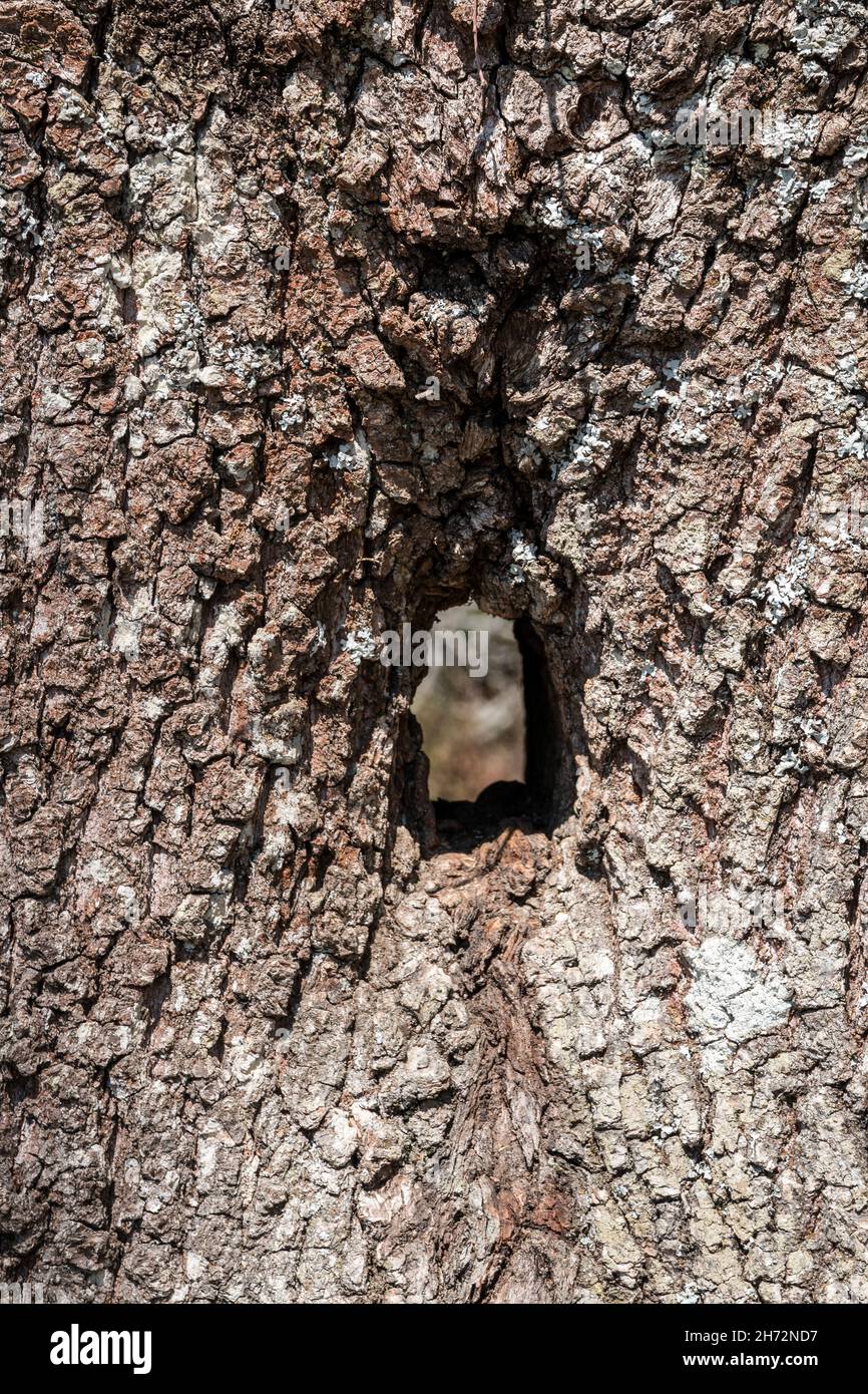 Hole through a tree trunk of an old tree Stock Photo - Alamy