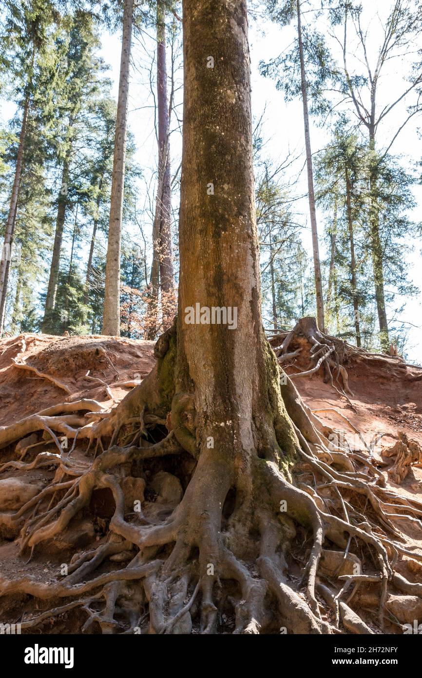 Root structures hi-res stock photography and images - Alamy