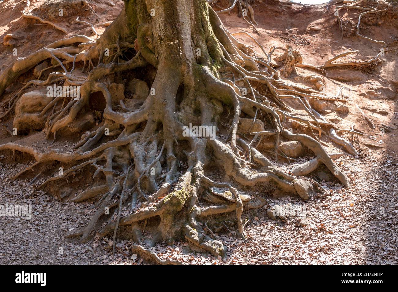 Big roots of an high and old tree Stock Photo - Alamy