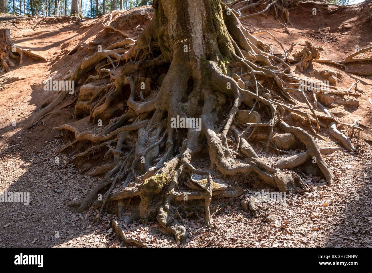 Root structures hi-res stock photography and images - Alamy