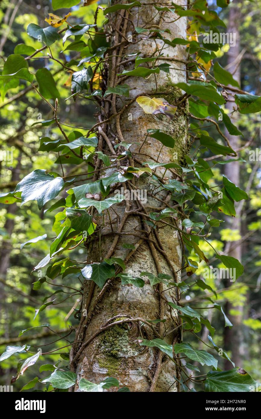 Ivy growing along stone hi-res stock photography and images - Alamy