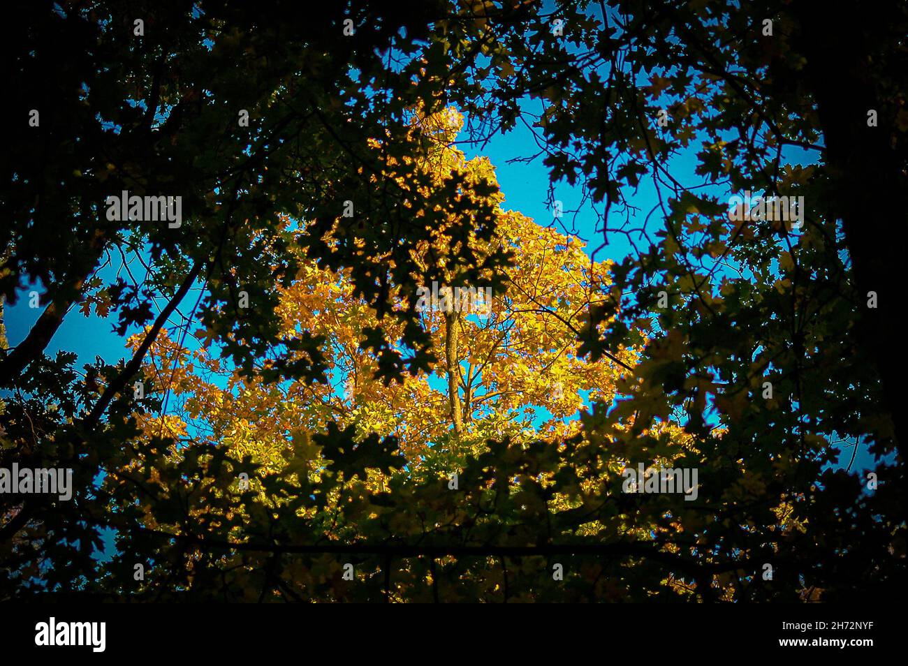 Blue sky through tree branches in a park in golden autumn Stock Photo ...