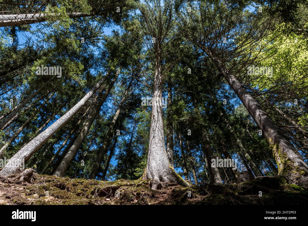 Hardwood trees hi-res stock photography and images - Alamy