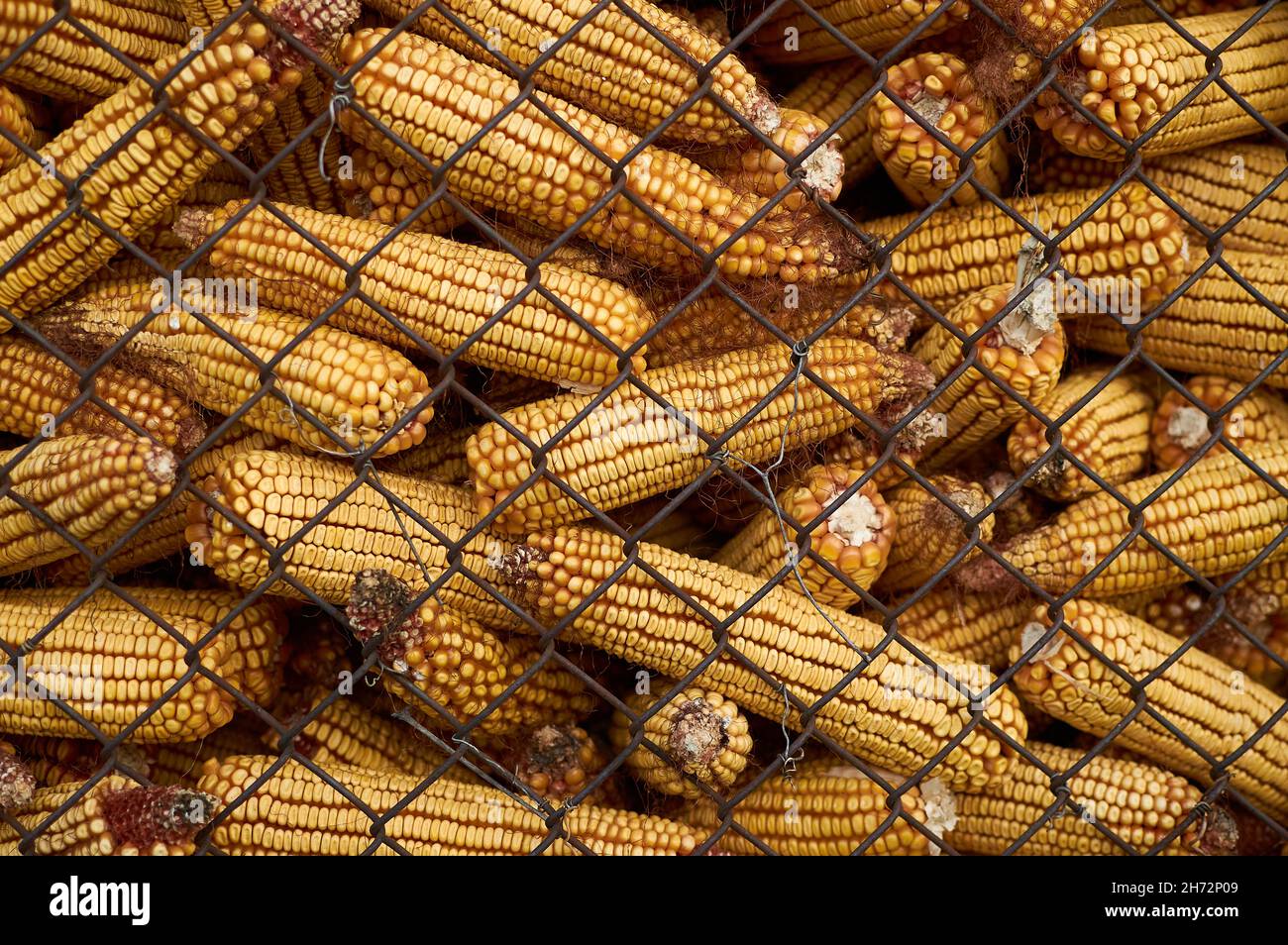 Grid cage full of corn cobs Shot Of maize. dry storage Stock Photo - Alamy