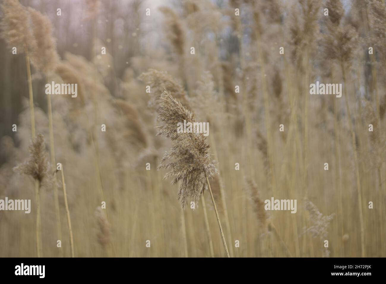 Closeup of a beautiful field of common reed Stock Photo - Alamy