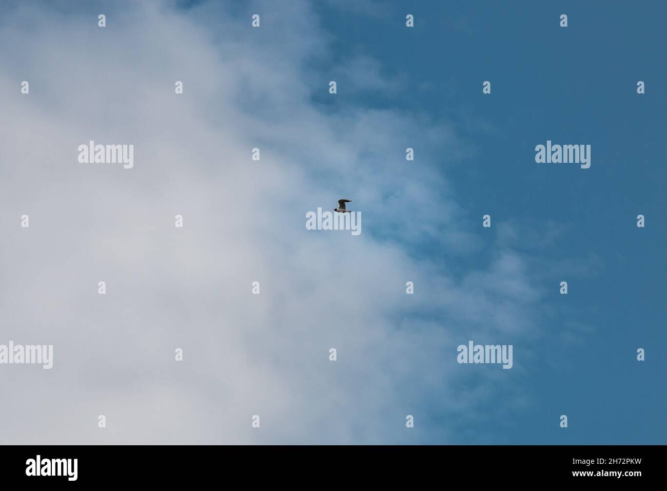 Flying sea mew in the cloudy blue sky Stock Photo - Alamy