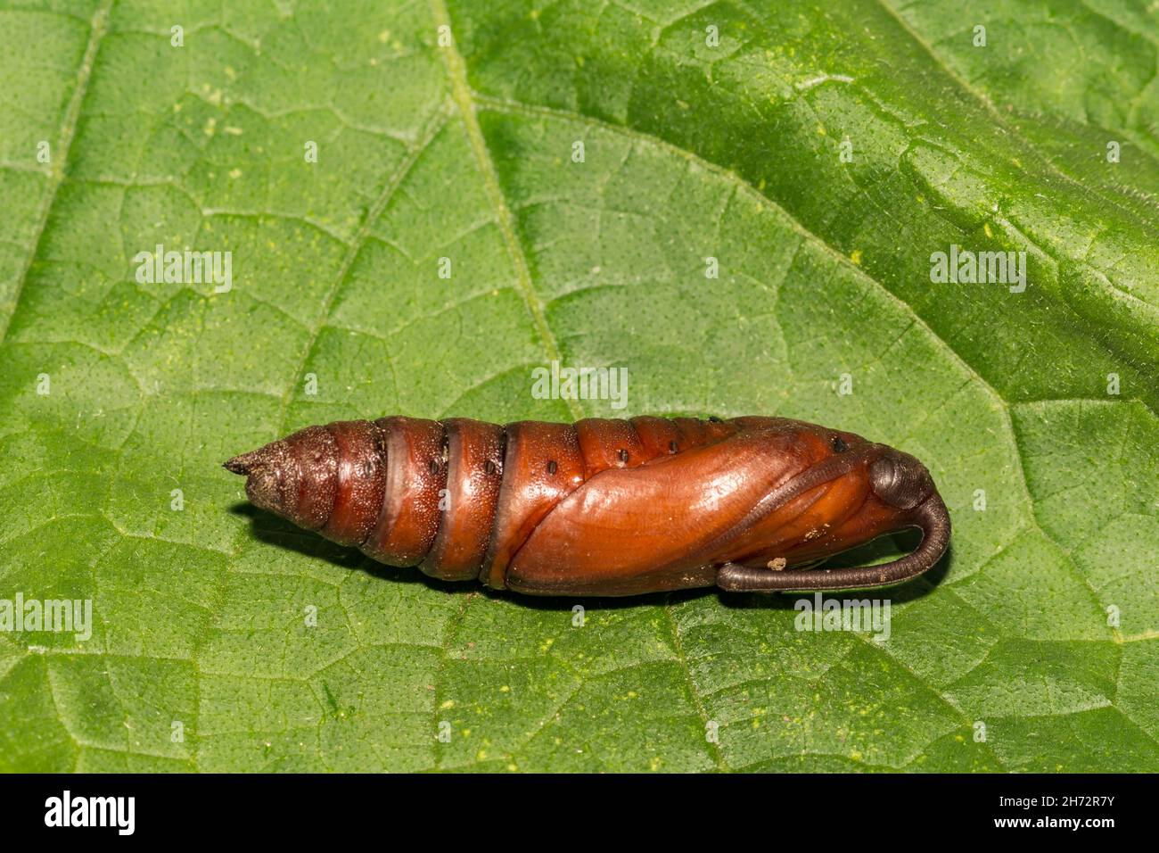 Carolina Sphinx Moth Pupa (Manduca sexta Stock Photo - Alamy