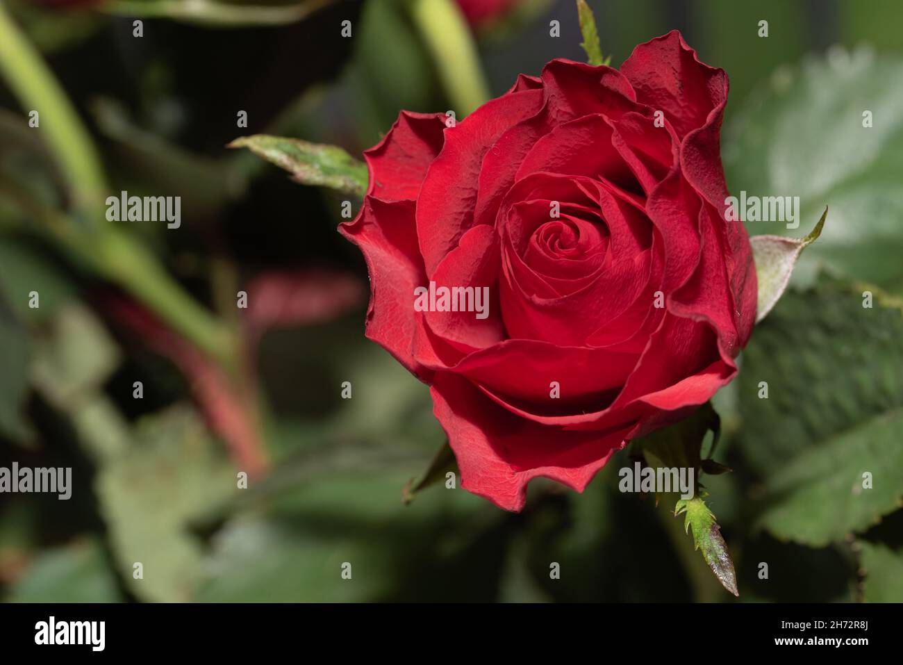 Red rose on a dark green background. The structure of the petals of the ...