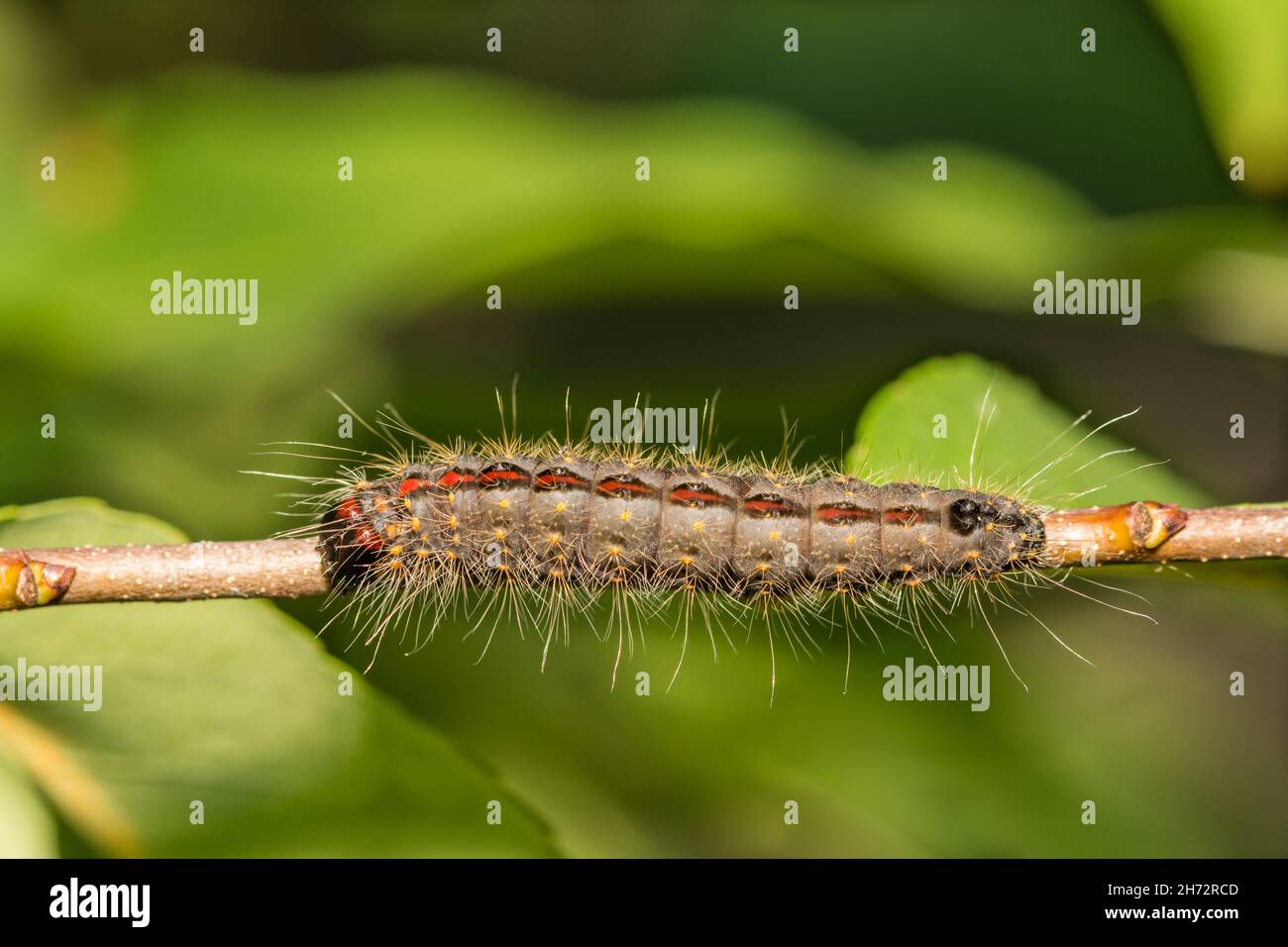 Cherry Dagger Caterpillar (Acronicta hasta Stock Photo - Alamy