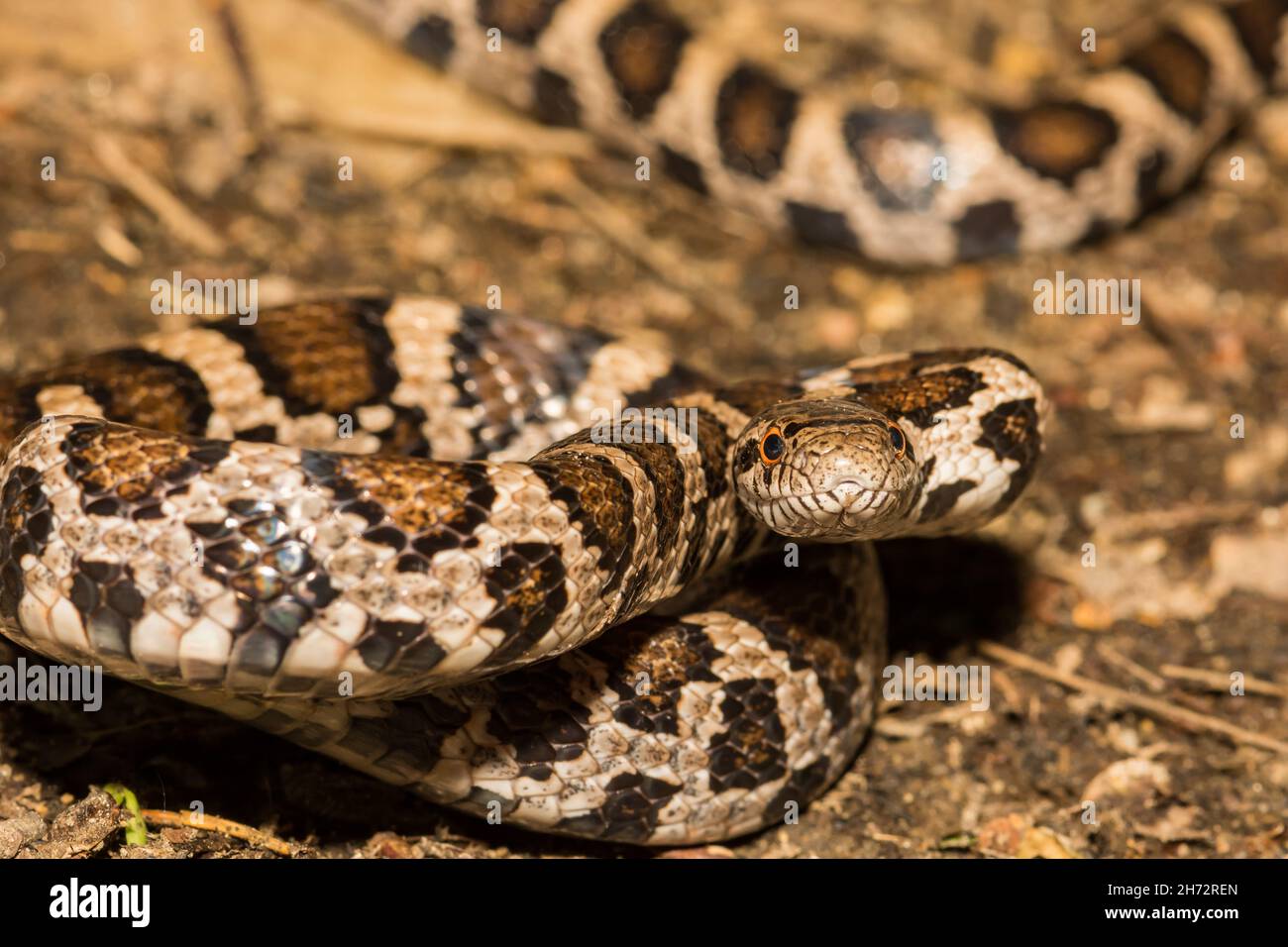 Eastern Milk Snake (Lampropeltis triangulum Stock Photo - Alamy