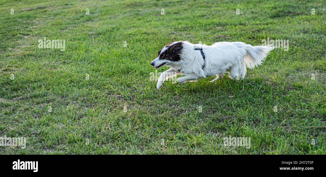 Running german shepard dog hi-res stock photography and images - Alamy