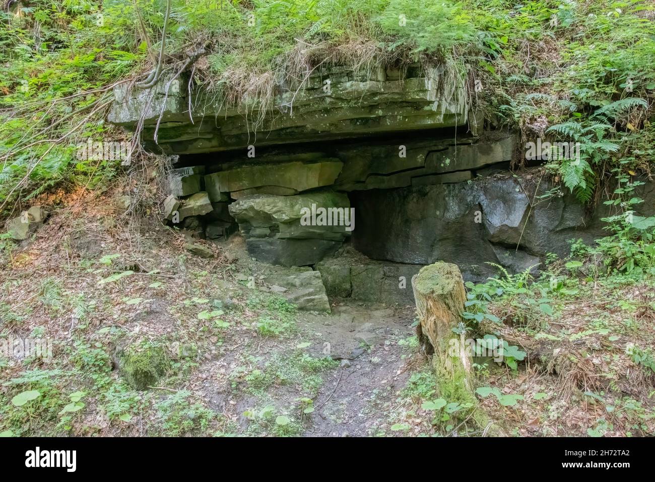 Beautiful view of a stone cave in a forest surrounded by plants Stock ...