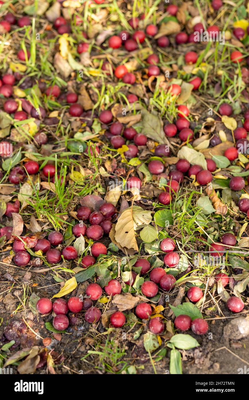 Vertical shot of rotten cranberries fallen on the ground in a park ...
