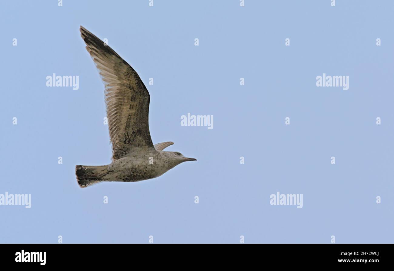 Young grey lesser black-backed gull in flight with open wings on a ...