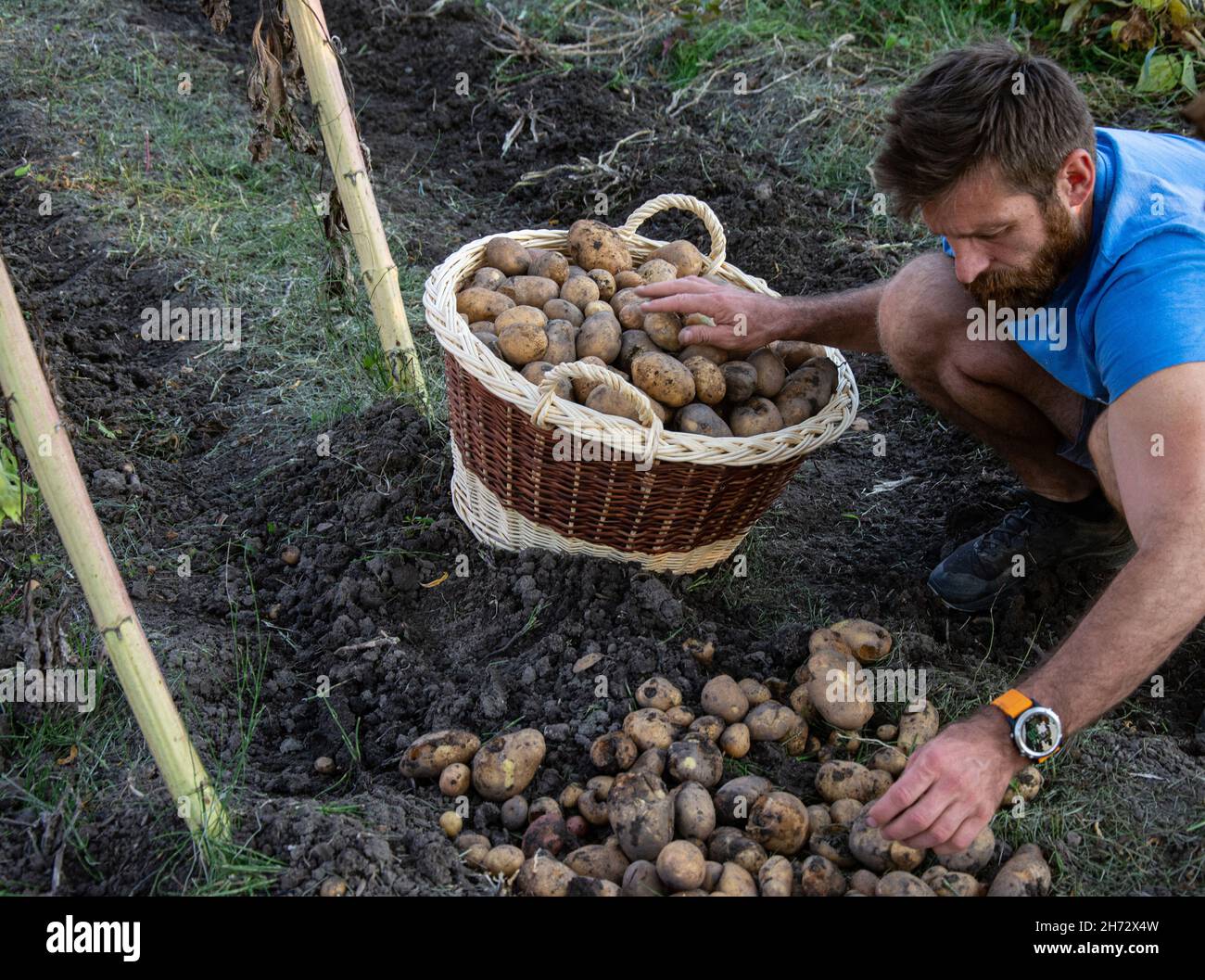 Girl picking potatoes hi-res stock photography and images - Alamy