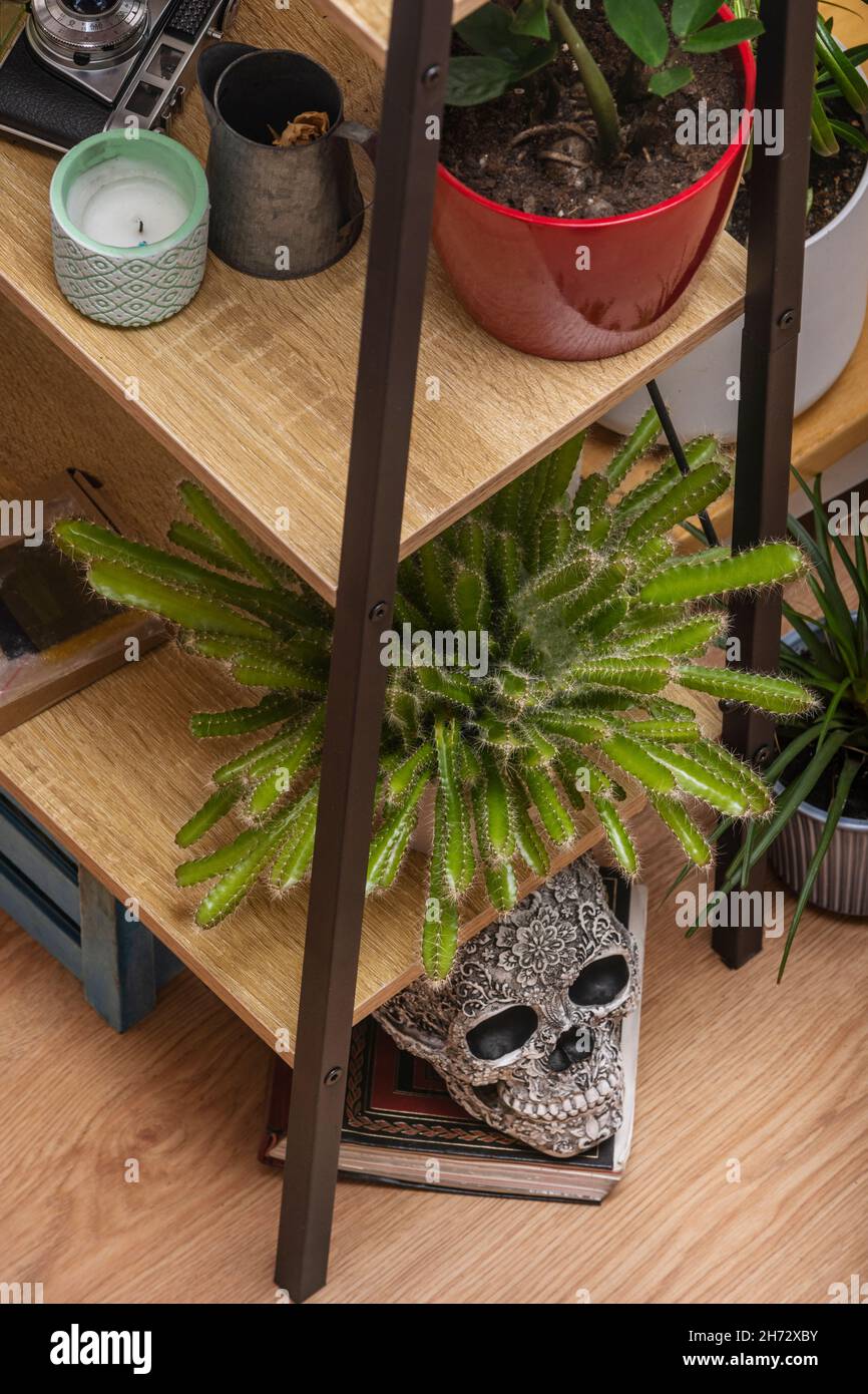 Decorated skull at the bottom of a shelf full of plates and decorative ...