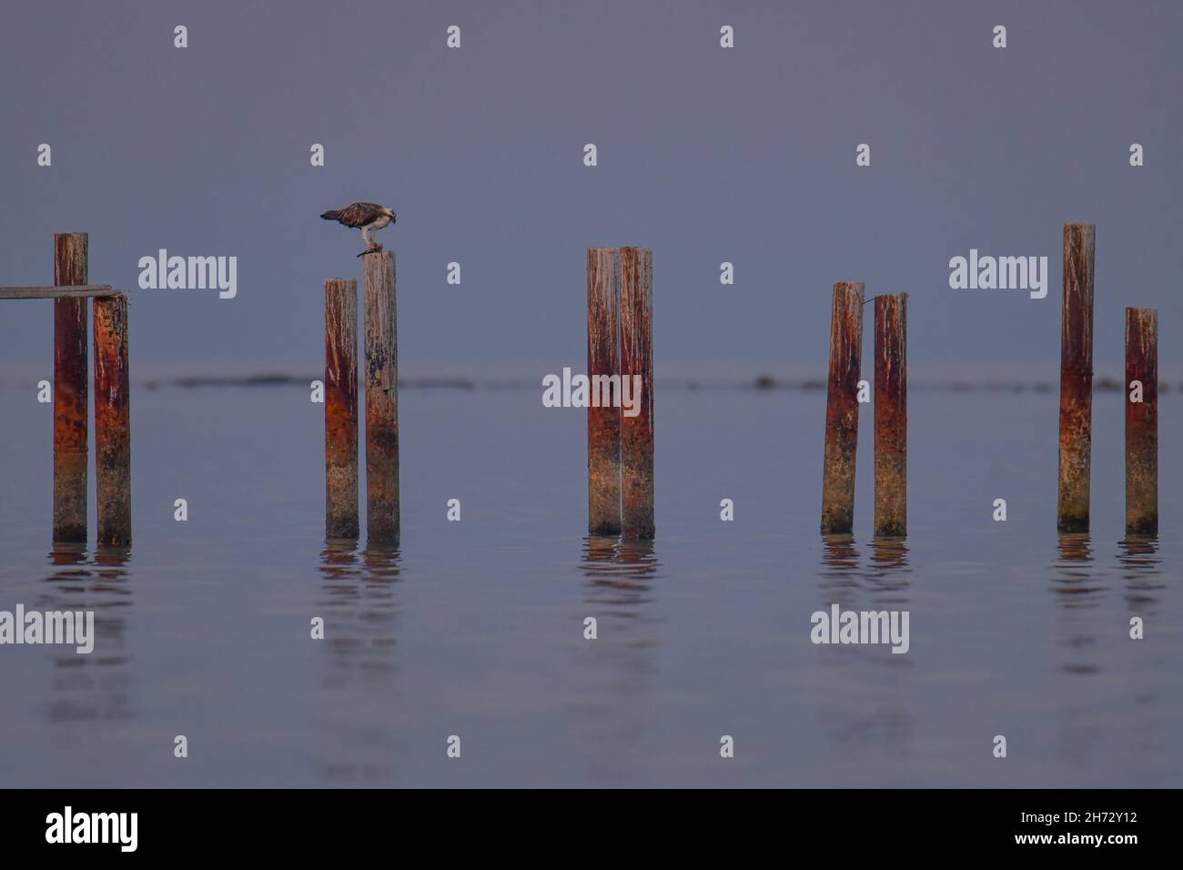 Fishing bird at old pier Stock Photo - Alamy