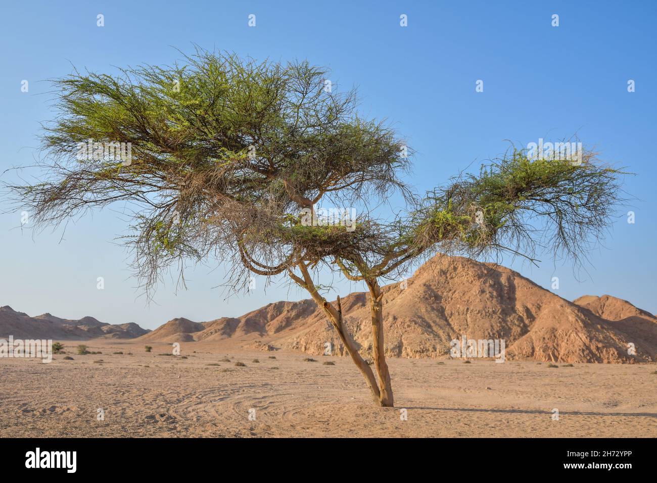 Tree on desert Stock Photo - Alamy