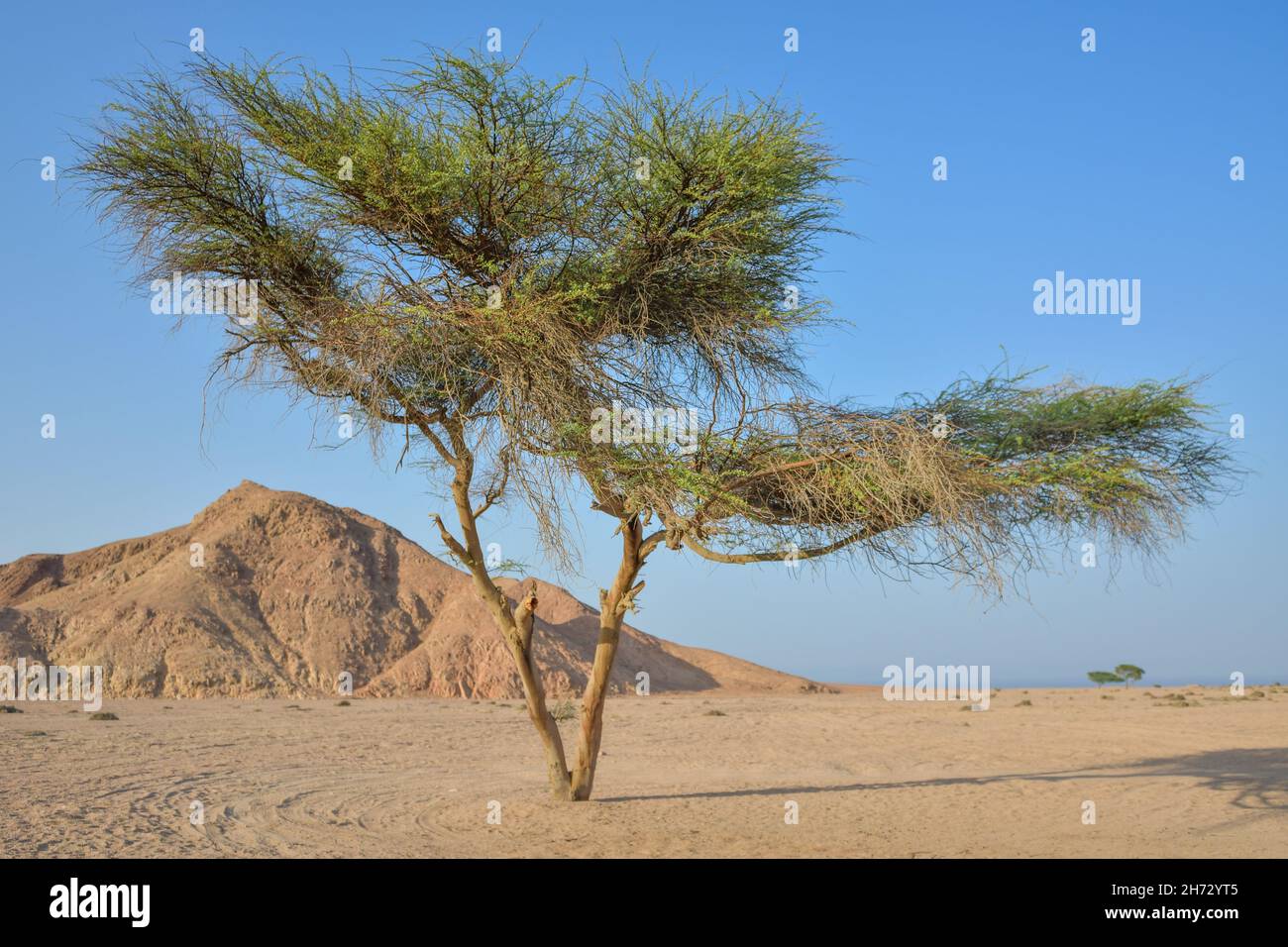 Tree on desert Stock Photo - Alamy