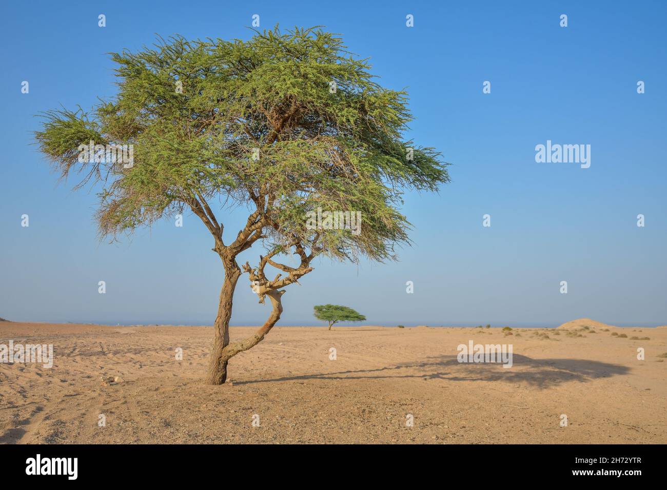 Tree on desert Stock Photo - Alamy