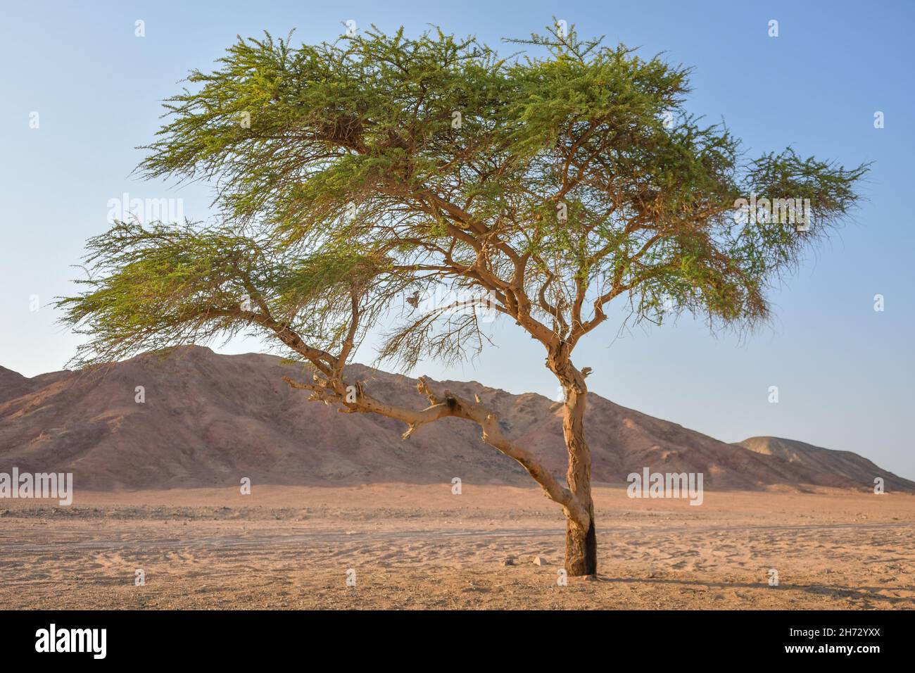 Tree on desert Stock Photo - Alamy