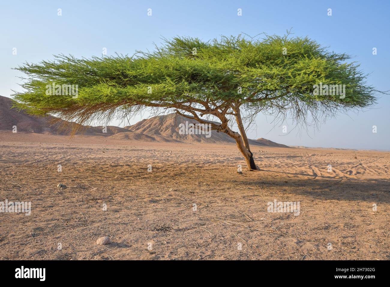 Tree on desert Stock Photo - Alamy