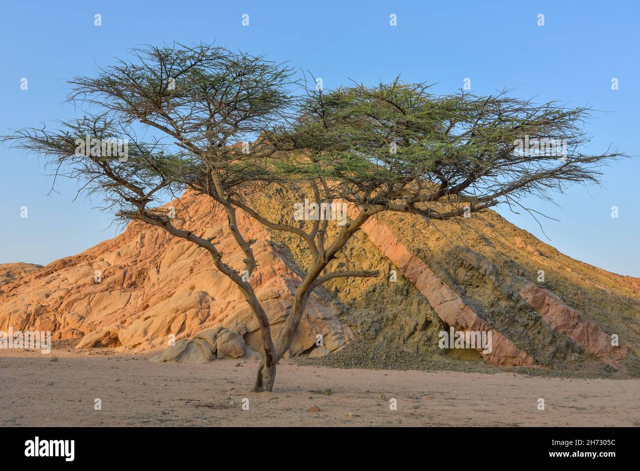 Tree on desert Stock Photo - Alamy