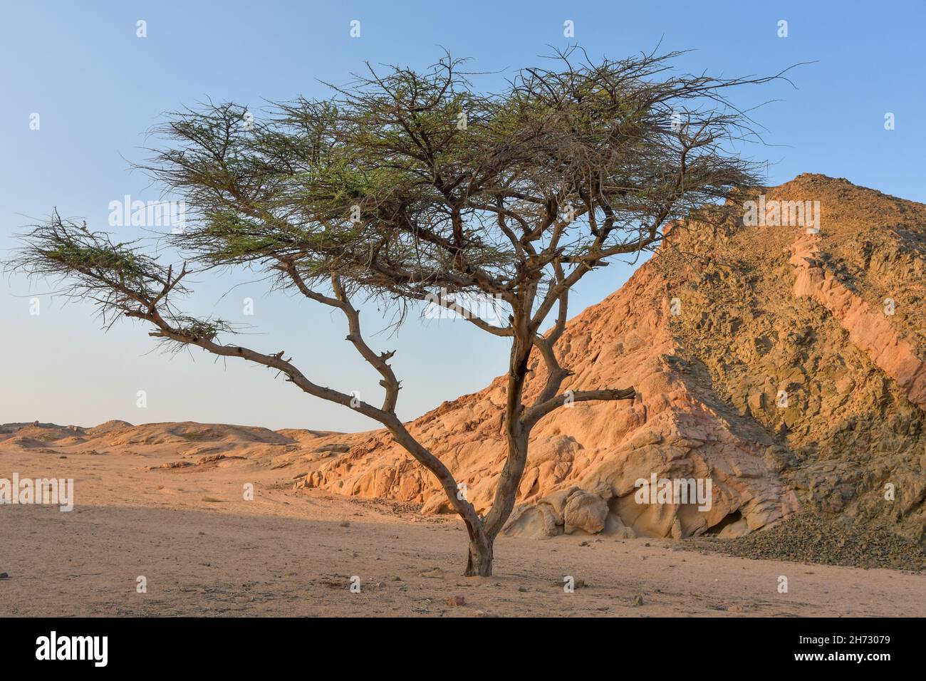 Tree on desert Stock Photo - Alamy