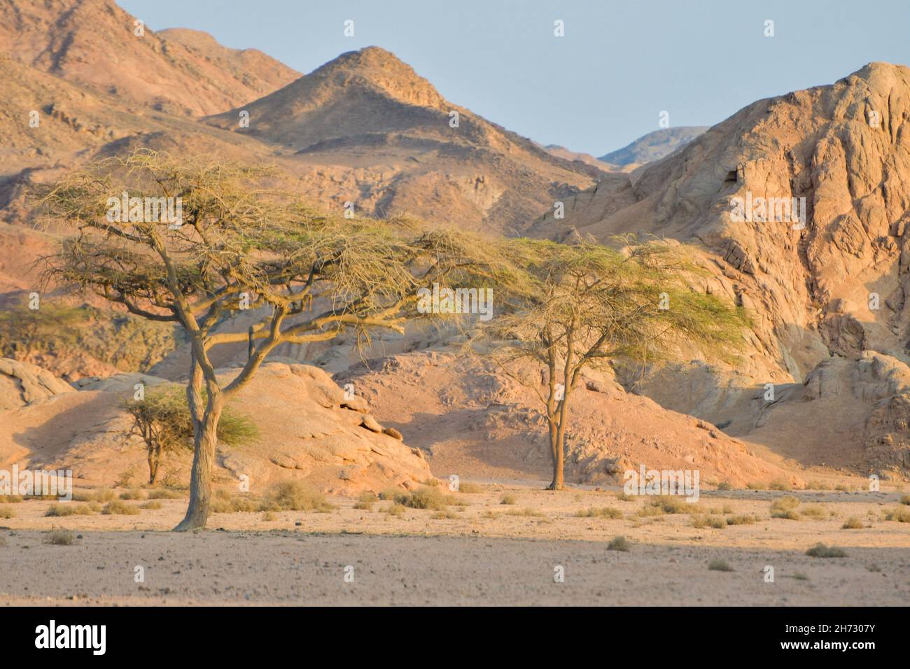 Tree on desert Stock Photo - Alamy