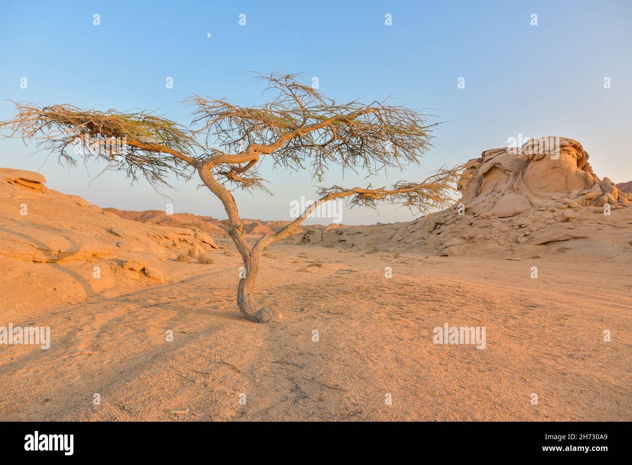 Tree on desert Stock Photo - Alamy