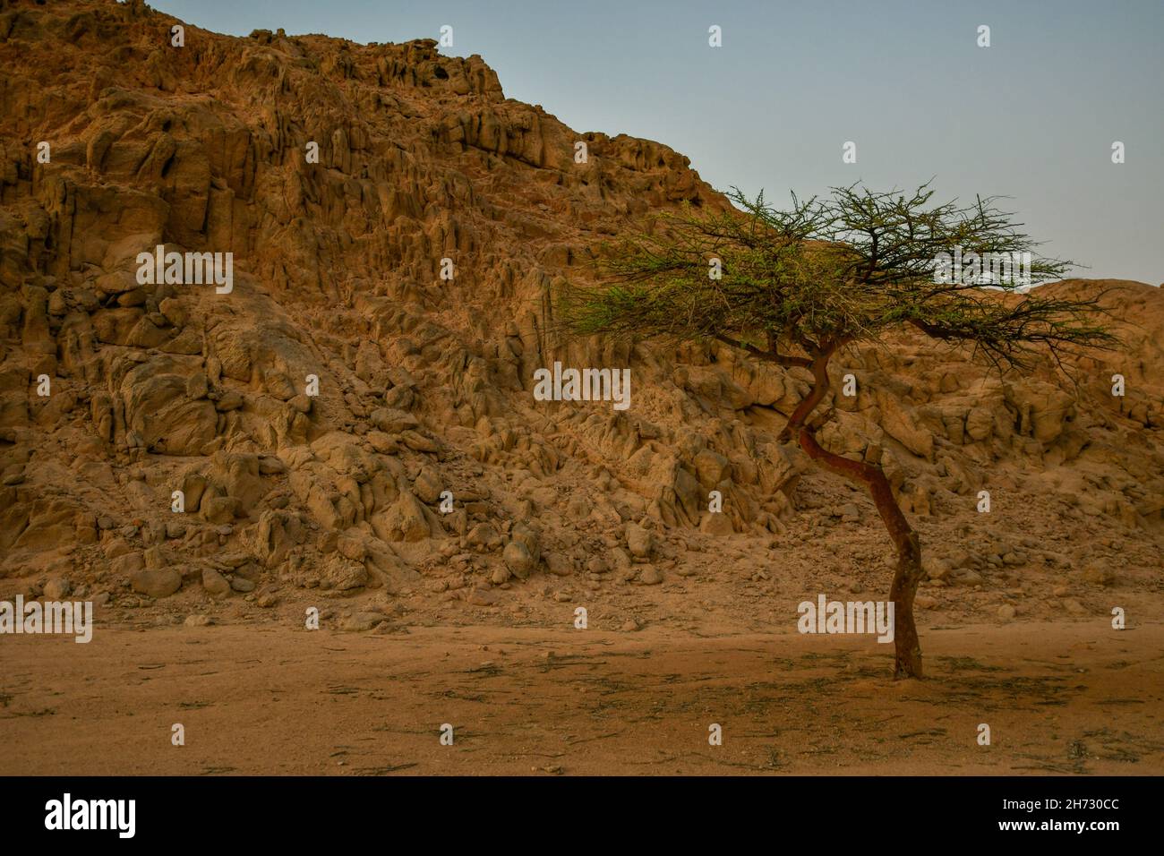 Tree on desert Stock Photo - Alamy