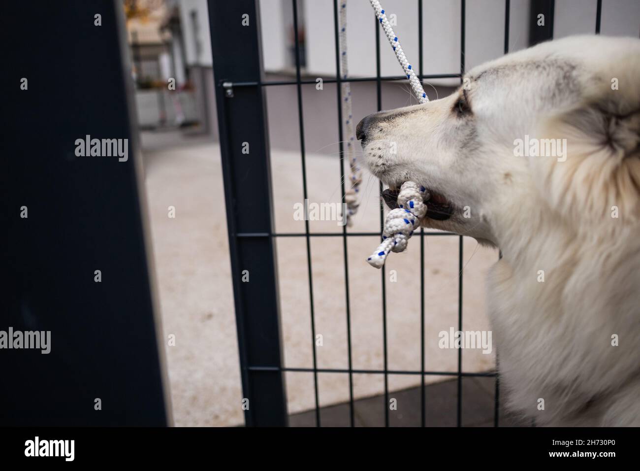 Service dog giving assistance to person with disability using a ...