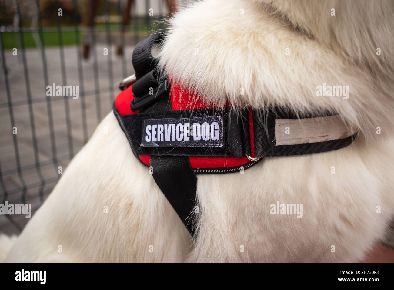 Service dog giving assistance to person with disability using a ...