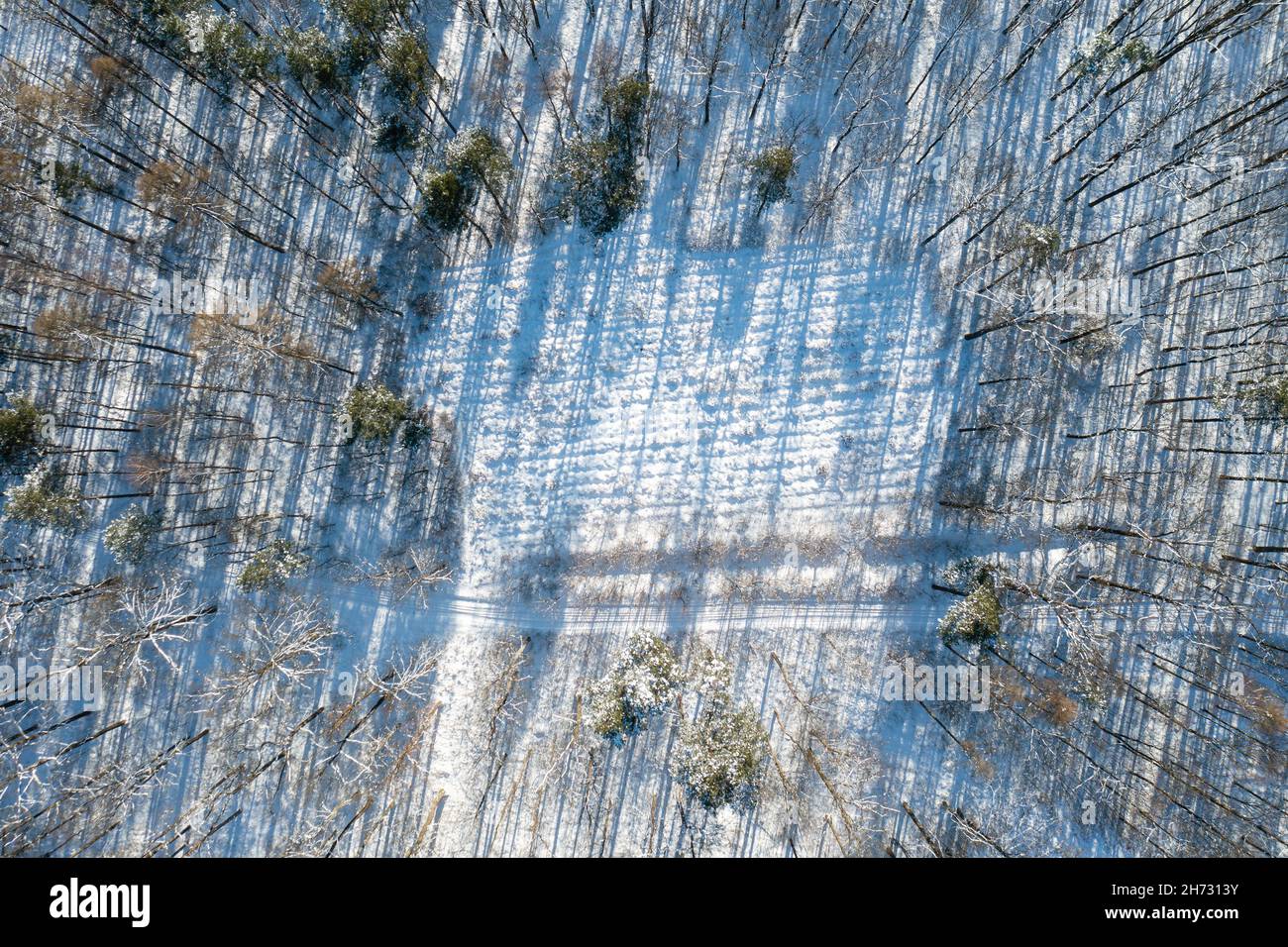 Trees top down view hi-res stock photography and images - Alamy