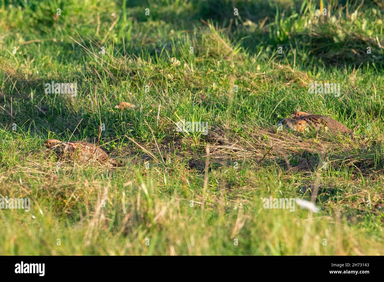 Grey partridges (Perdix perdix), Inverurie, Scotland Stock Photo - Alamy