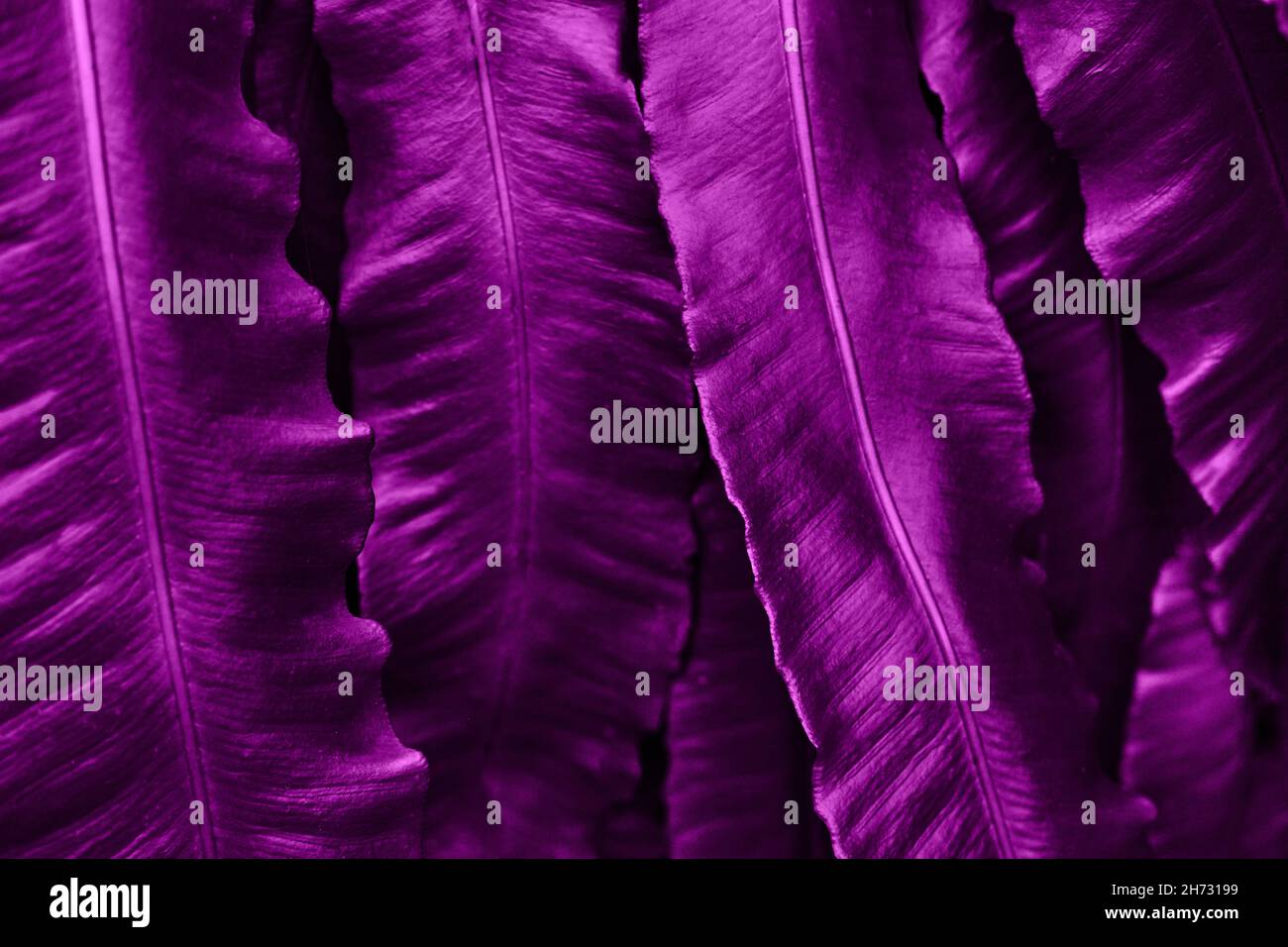 Natural background with beautiful juicy velvet violet leaves Stock ...