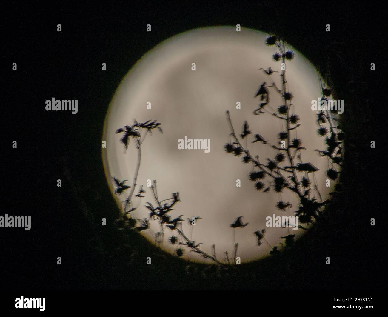 Longest partial lunar eclipse hi-res stock photography and images - Alamy