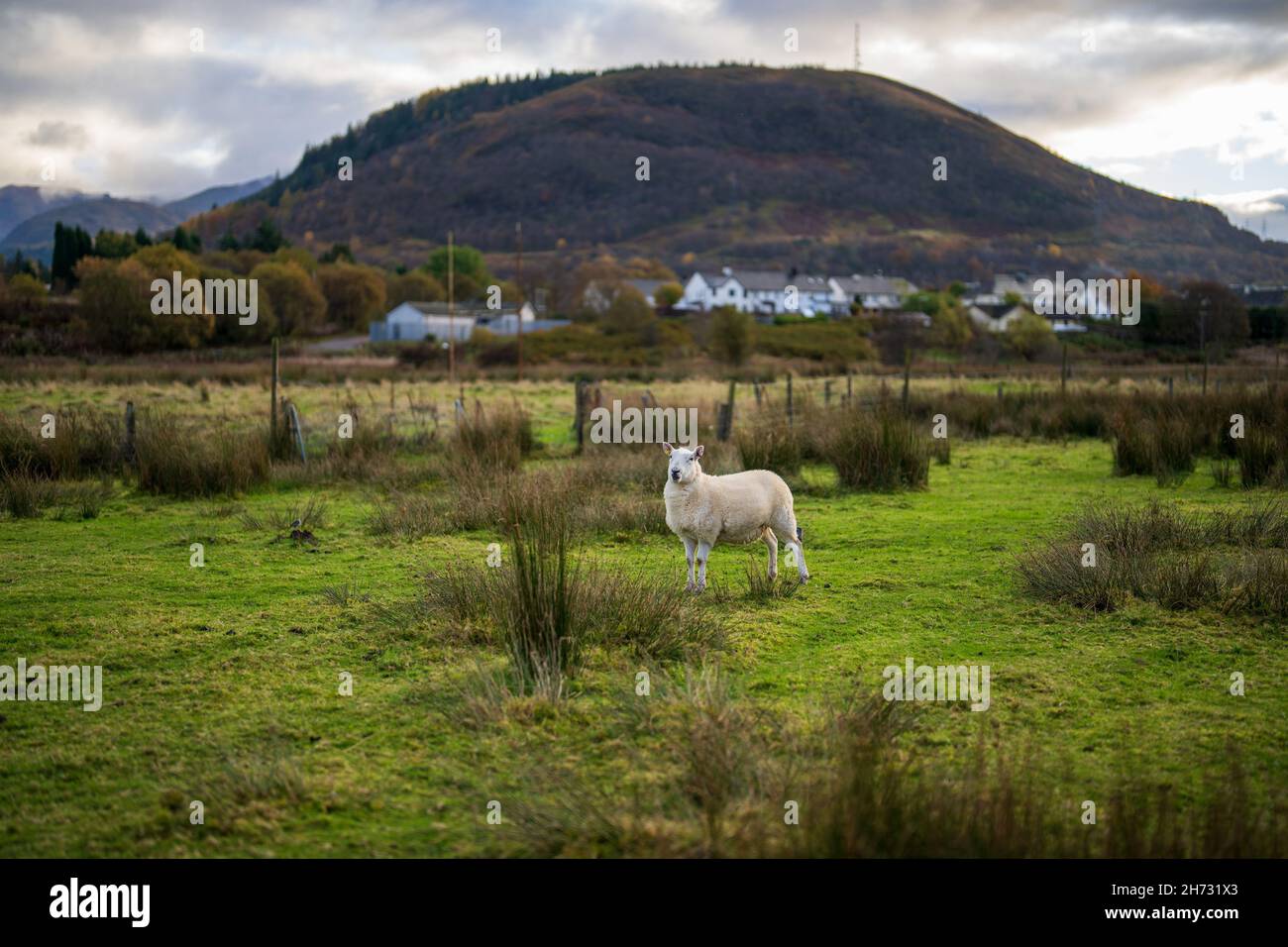 Corpach and Ben Nevis, Fort William, Highland, Scotland, UK Stock Photo ...