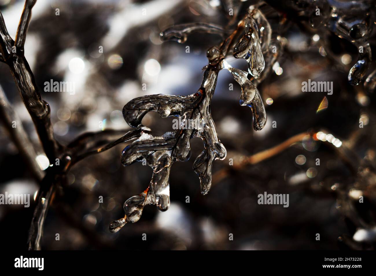 Frozen branch - covered in ice - macro photography Stock Photo - Alamy