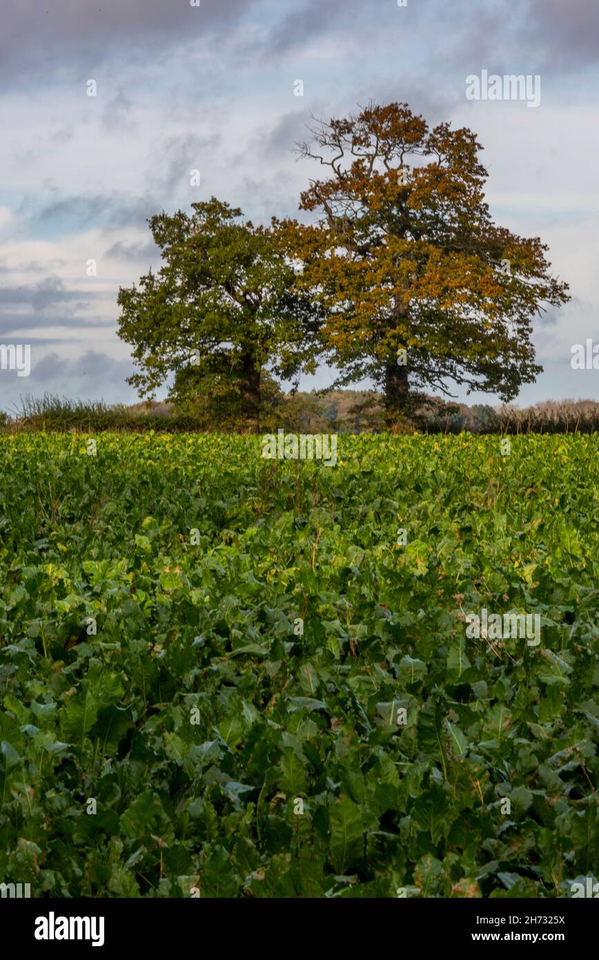 field of fresh green crops with two trees standing against the sky ...