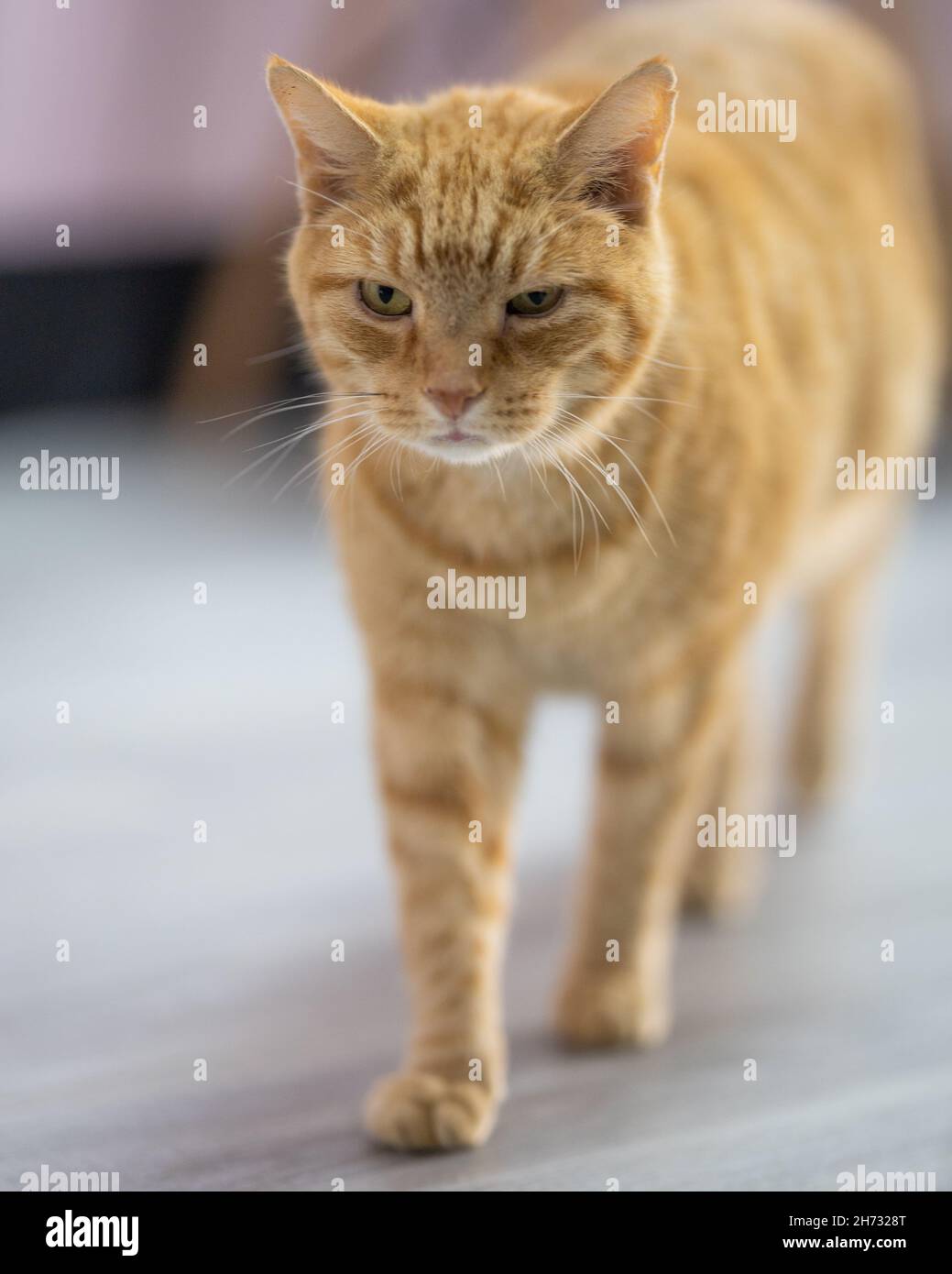 Vertical ginger cat walking hi-res stock photography and images - Alamy