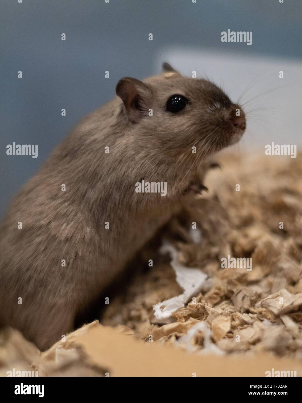 Cute small gerbil in the sawdust in its cage Stock Photo - Alamy