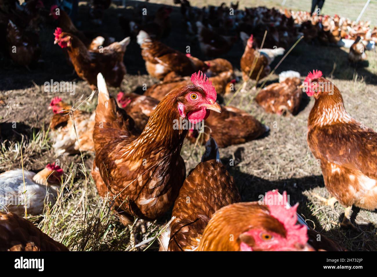 Group of hens outdoors in a farm Stock Photo - Alamy